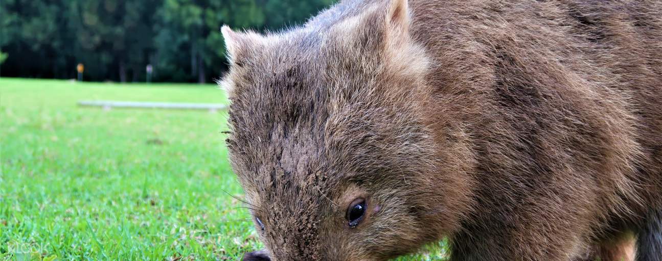 Walking with Wombats and Waterfalls Day Tour from Sydney - Klook New ...