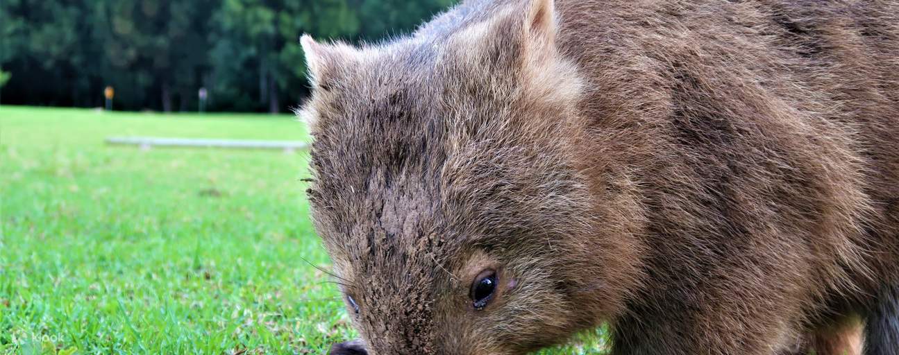 Walking with Wombats and Waterfalls Day Tour from Sydney - Klook India