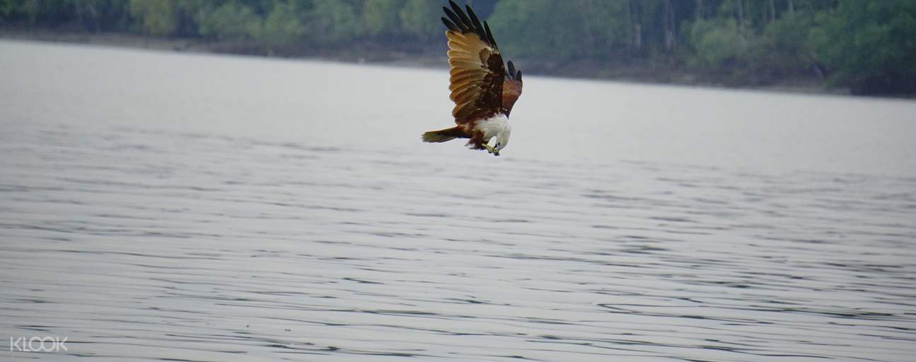 Eagle Feeding Experience in Kuala Selangor - Klook Malaysia