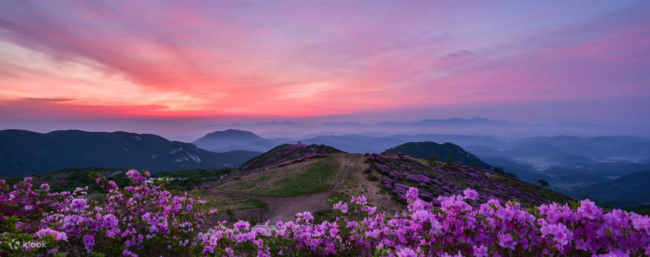 Hwangmaesan Royal Azalea Festival Tour from Busan - Klook United Kingdom