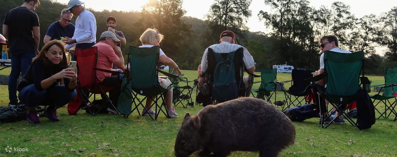 Giảm đến 25% | Walking with Wombats and Waterfalls Day Tour from Sydney ...