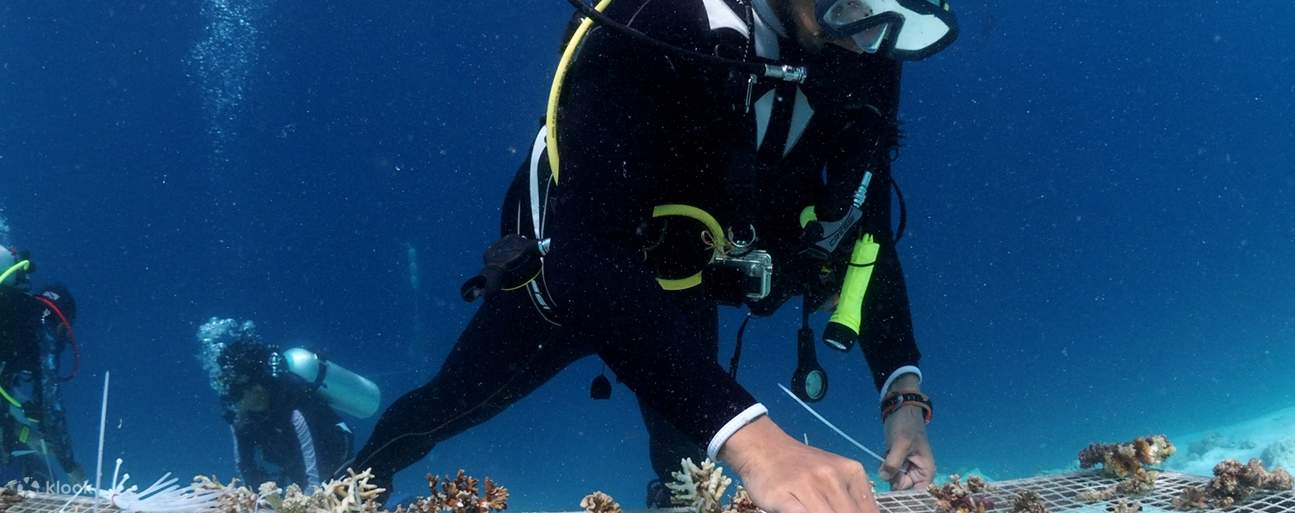 Timba-Timba, Mataking and Pom Pom Island Try Diving Experience in ...