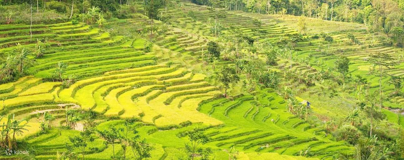 Selogriyo Temple and Java Rice Terraces Tour - Klook Estados Unidos