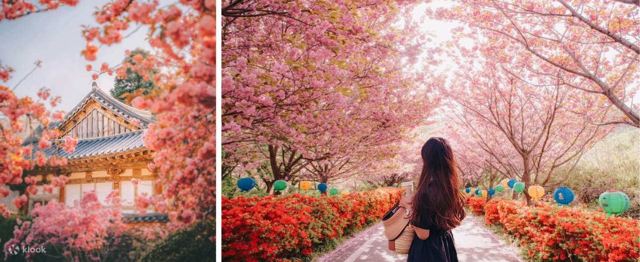 Cherry Blossom Suwon Hwaseong Fortress Tour from Seoul - Klook