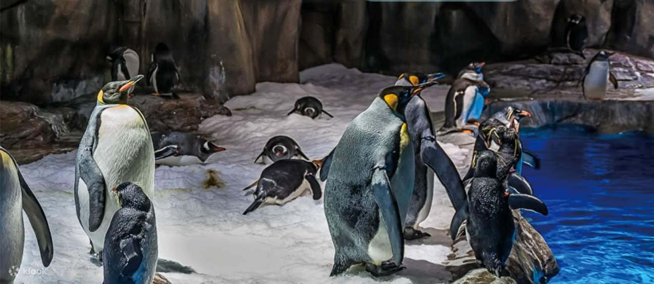 【Monkey Tree Exclusive】Ocean Park Conservation Camp - Klook