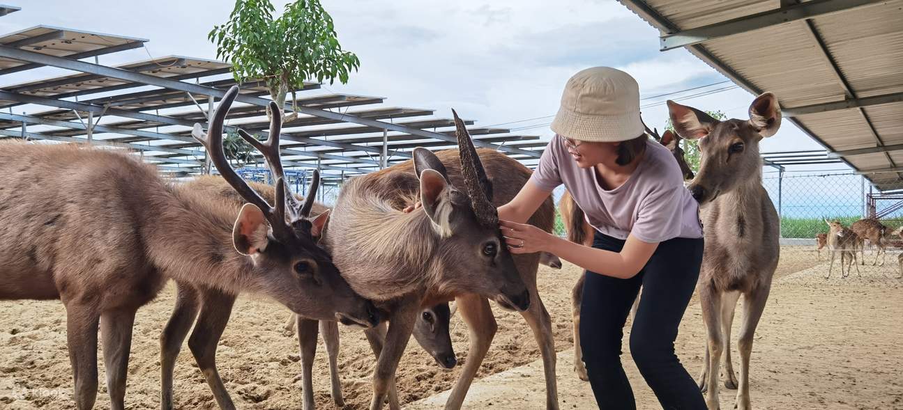 Vé Vườn Thú Tiên Tiến Farm & Zoo ở Phan Rang - Klook Việt Nam