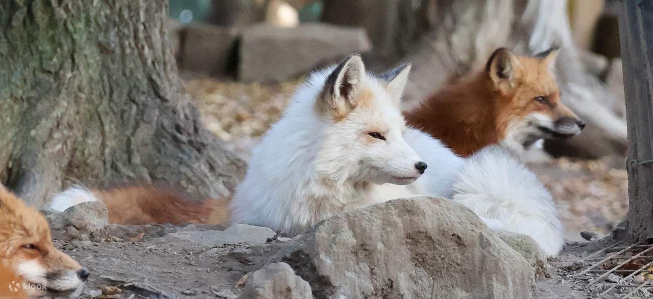 Classic one-day trip to Miyagi: Go to Zao Hot Pot and Fox Village - Klook