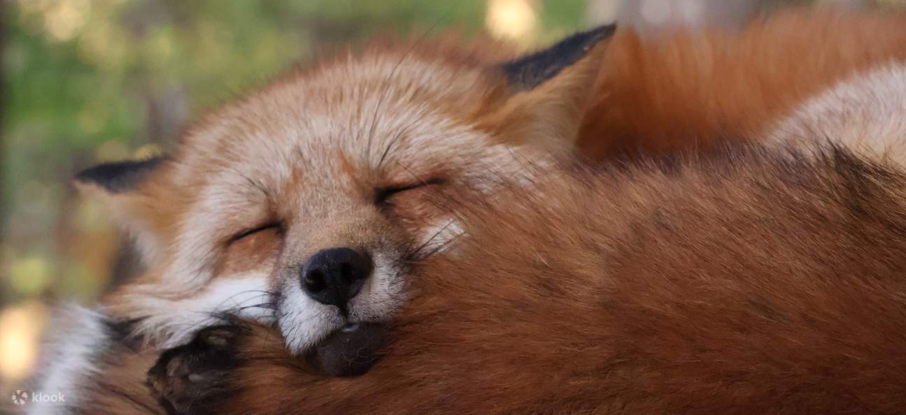 Classic one-day trip to Miyagi: Go to Zao Hot Pot and Fox Village - Klook