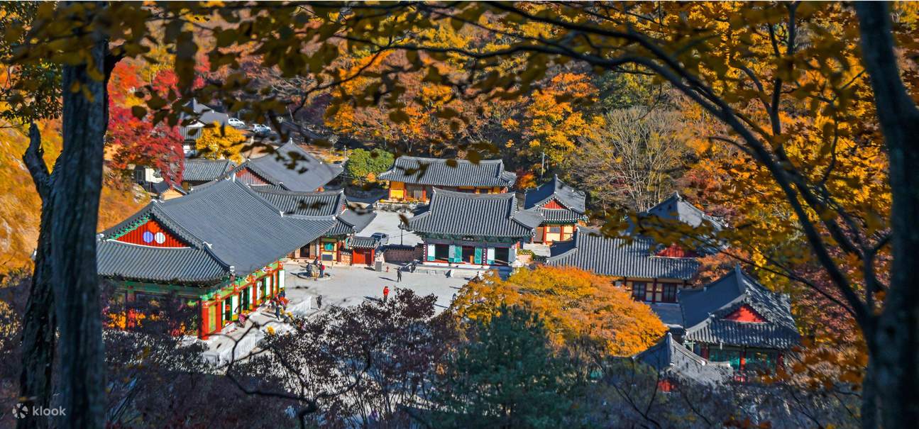 Mt. Naejang Trip from Seoul and Busan & Optional Drop off in Busan ...