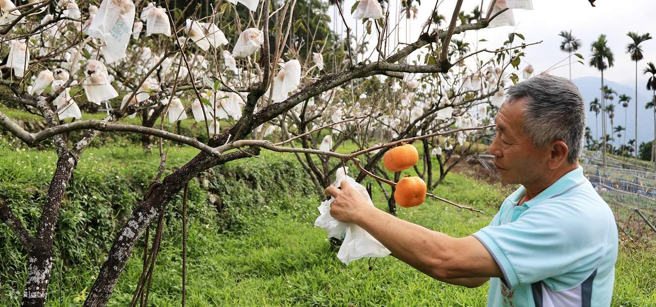 General Coupon for Fruit Picking Experience in Central Taiwan - Klook ...