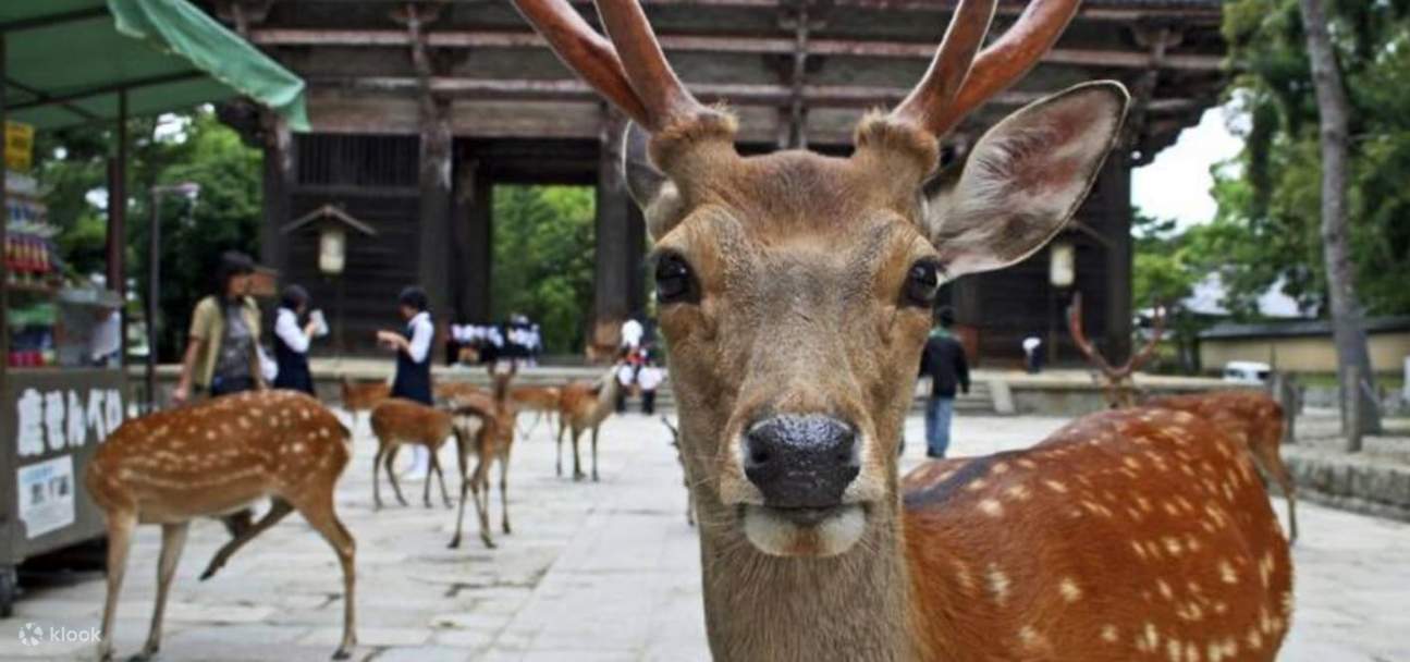 Nara Day Tour kasama ang Lokal na Gabay mula sa Osaka - Klook Pilipinas