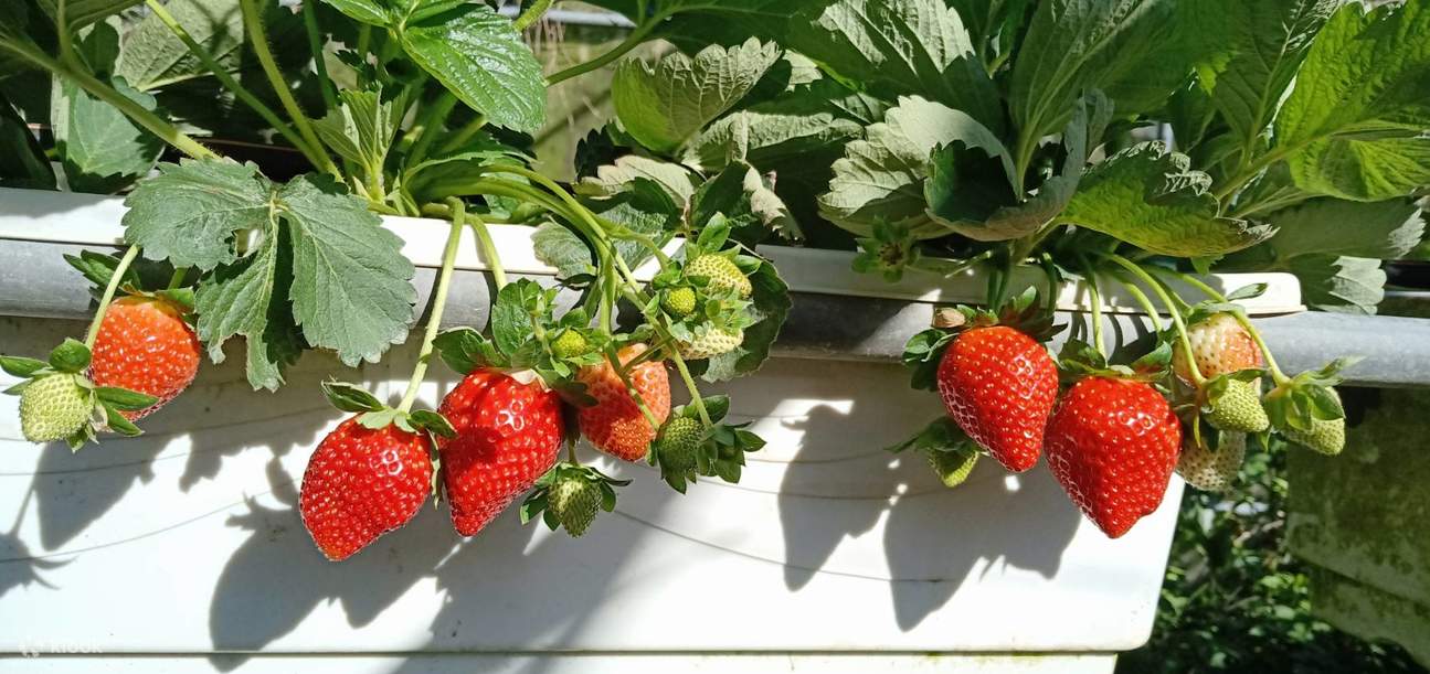 Taipei: Pengalaman Memetik Strawberi & DIY di Ladang Strawberi Donglin ...