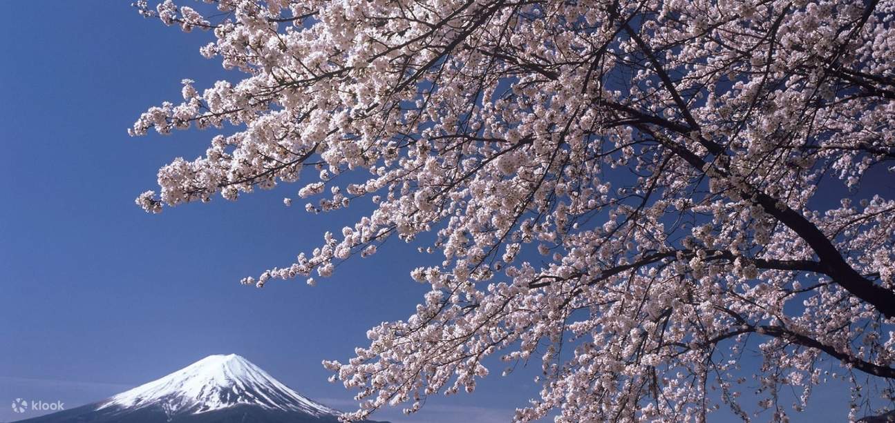 One-day tour of Mount Fuji with popular check-ins - Mount Fuji 5th ...