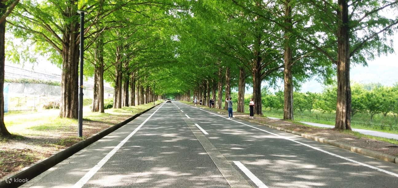 Miidera Temple Autumn Leaves Illumination + Metasequoia Tree Lined Day ...