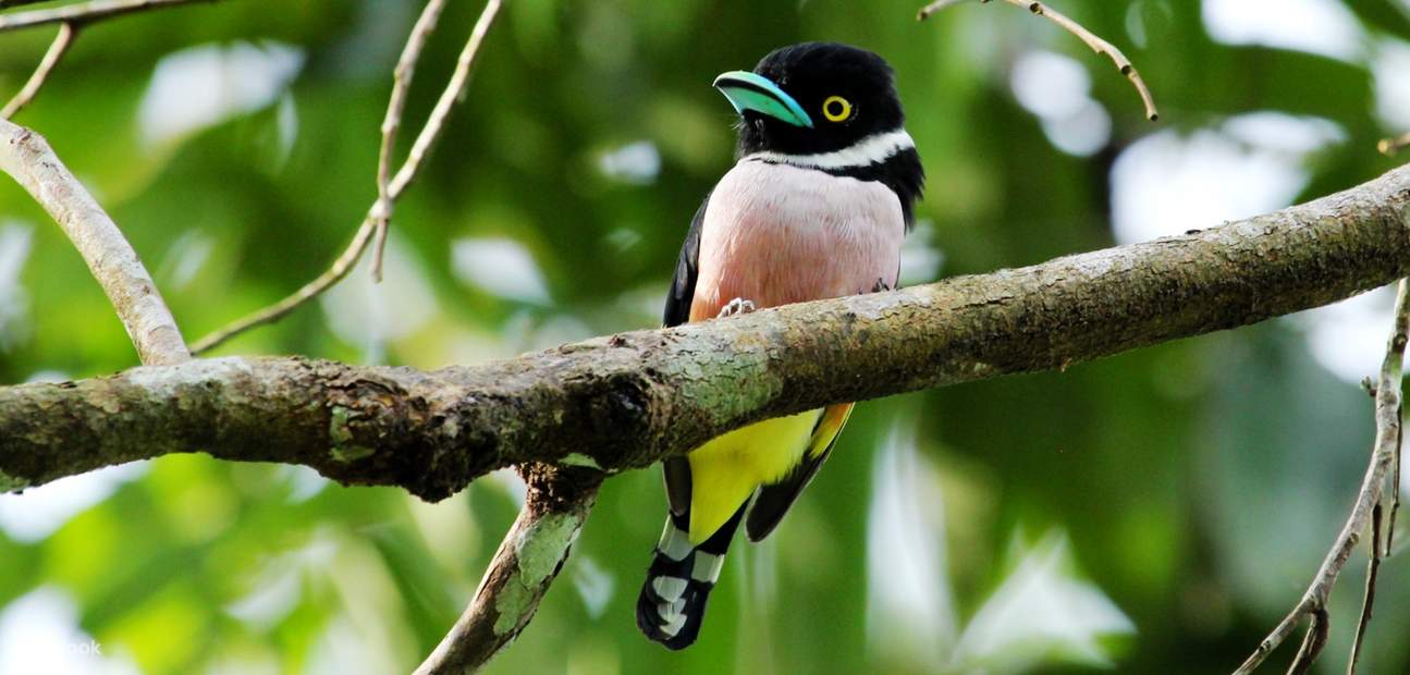 2H1M Pengalaman Memerhati Burung Taman Negara Kinabalu, Malaysia ...