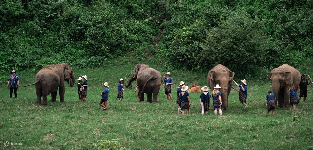 Elephant care activities at the New Elephant Home Elephant Conservation ...