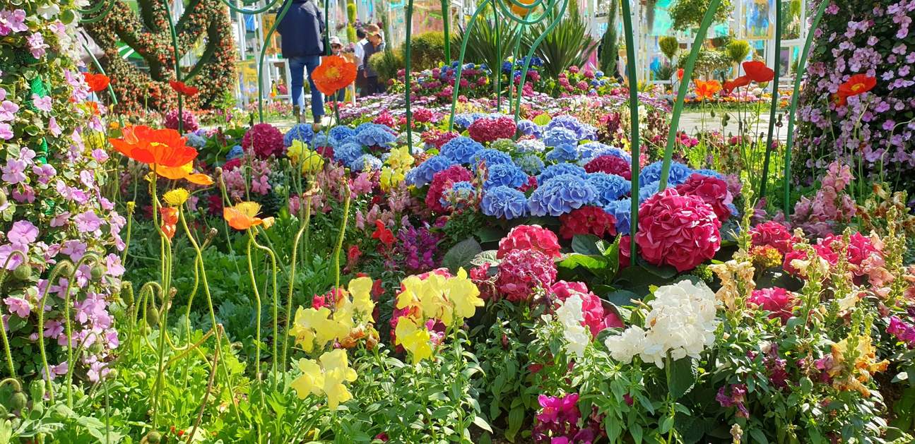 2025 Ilsan International Flower Expo Half-day Tour - Klook New Zealand