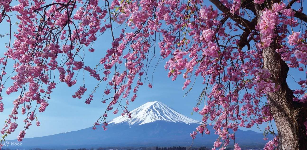 [Muslim-friendly | Mount Fuji Day Tour] Arakurayama Sengen Park + Fuji ...