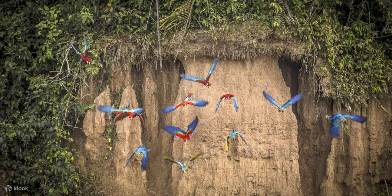 Immerse Yourself in Nature: 6-Day Tambopata Macaw Clay Lick Adventure ...
