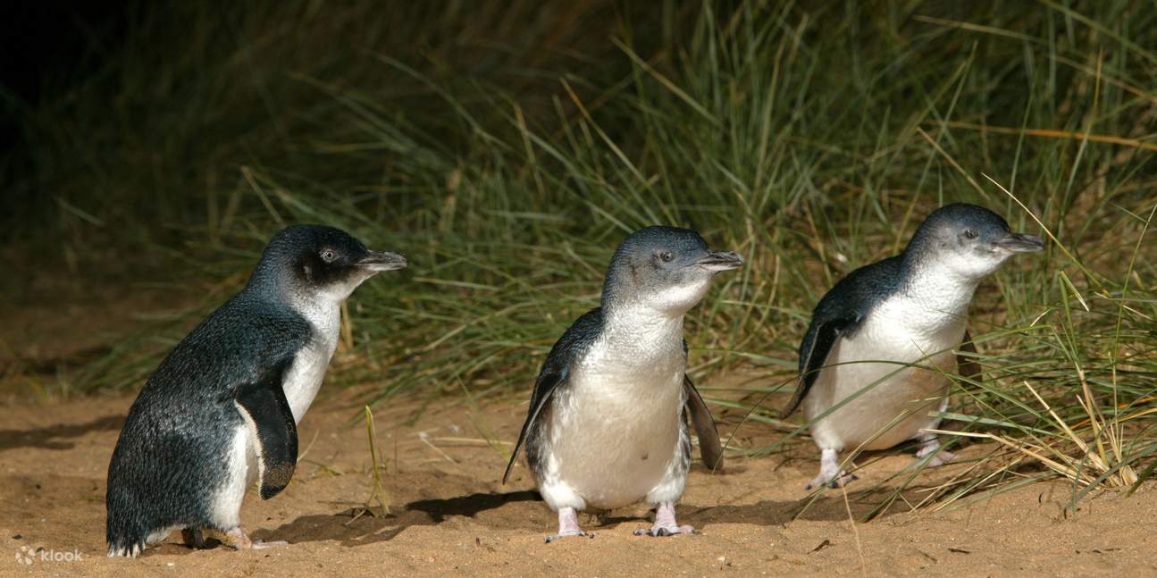 Phillip Island One Day Tour - Klook Singapore