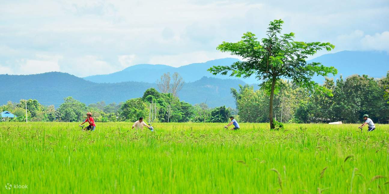 Chiang Mai Rice Fields Biking Tour - Klook Hong Kong