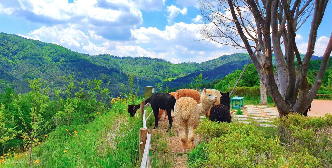 Nami Island, Alpaca Pasture & The Garden of Morning Calm Tour - Klook ...