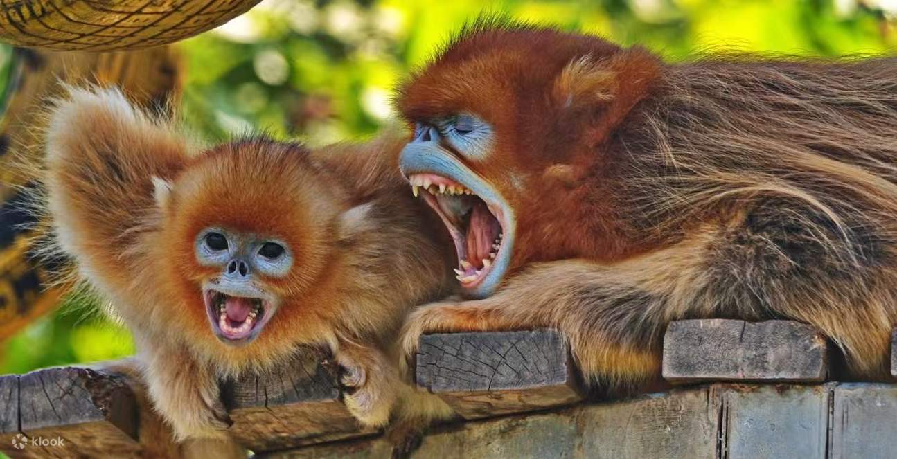 Xi'an City - Qinling Sibao Science Park (Meet the Brown Panda Qizai ...