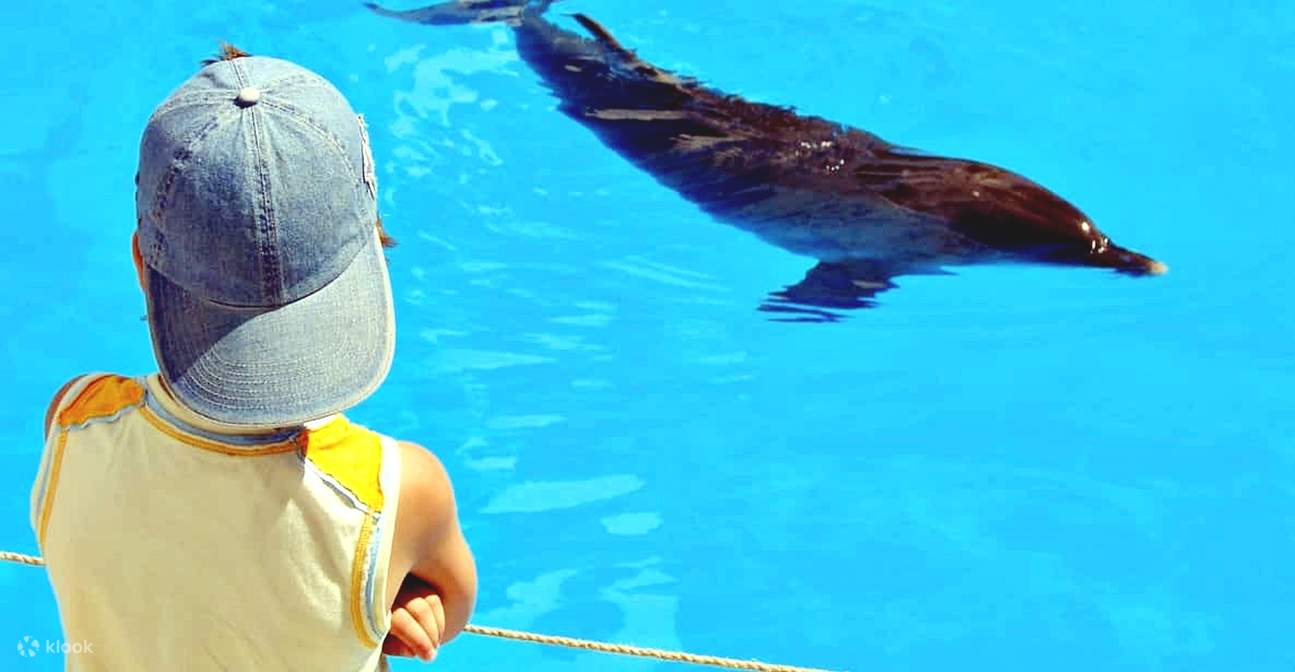 Explore the Red Sea: Dolphin Watching Boat Tour with Snorkeling & Lunch ...