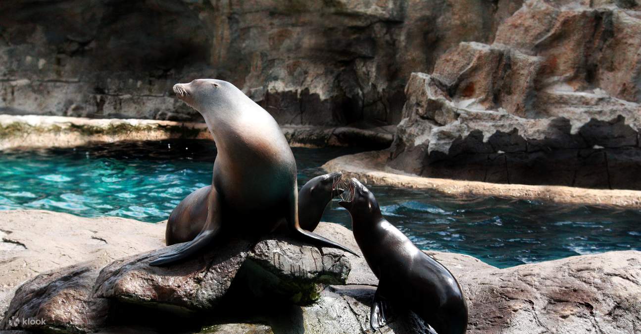 【Monkey Tree Exclusive】Ocean Park Conservation Camp - Klook