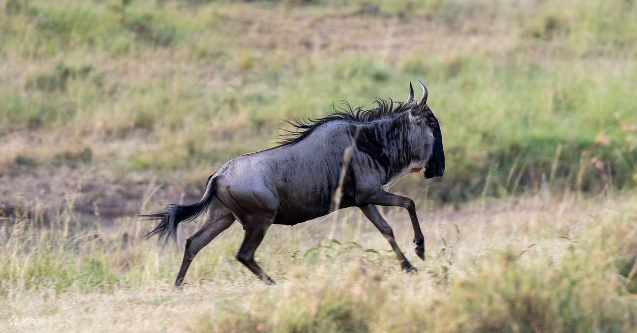 4-Day Wild Escape: Samburu & Aberdares Safari Adventure - Klook United ...