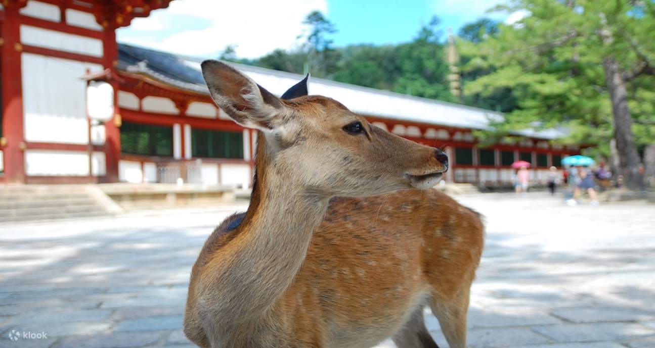 Rừng trúc Arashiyama, Chùa Kinkaku-ji Senbon Torii, Công viên Nara ...
