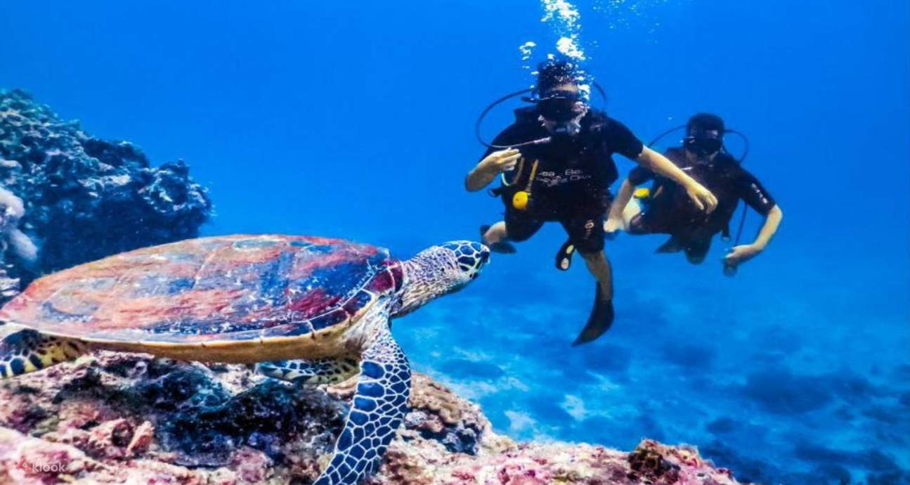 Snorkeling in Marsa Alam-Explore the Underwater World - Klook Australia