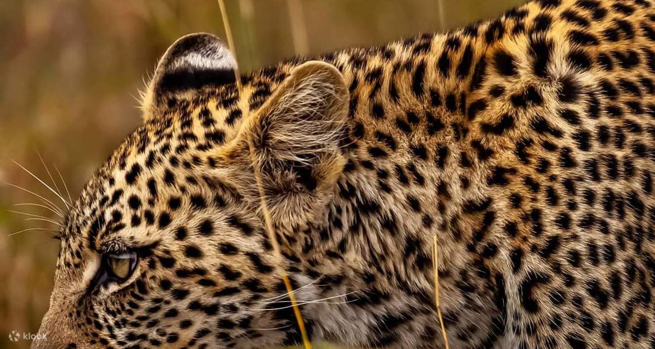 Experience the Wonders of Mikumi National Park on a Day Safari ...