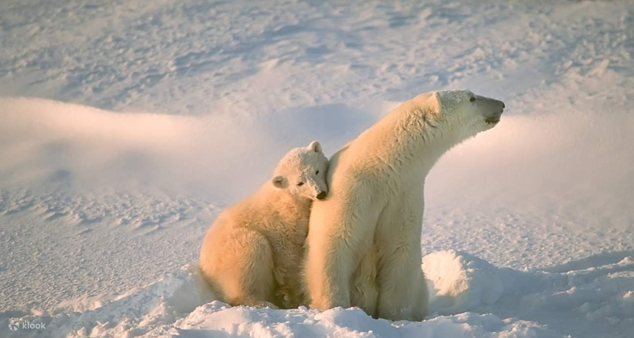 Ranua Wildlife Park, Husky Farm, and Reindeer Farm Arctic Animals ...