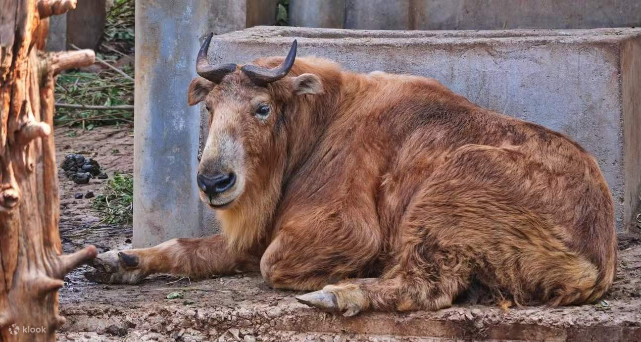 Xi'an City - Qinling Sibao Science Park (Meet the Brown Panda Qizai ...