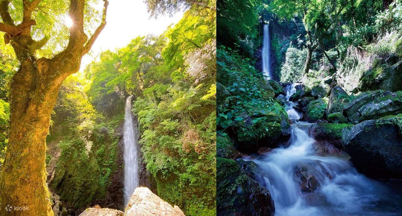 A5 Wagyu, Seasonal Fruit & Cool Spots in Gifu Day Tour from Osaka ...