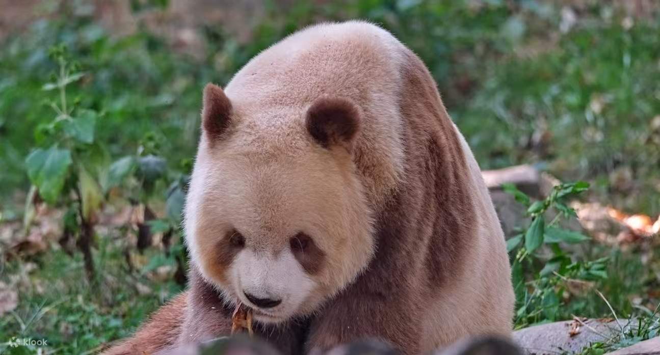 Xi'an City - Qinling Sibao Science Park (Meet the Brown Panda Qizai ...
