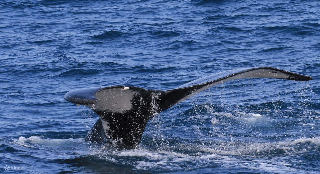 Hualien: Whale World Whale Watching Eco-Tour - Klook Australia