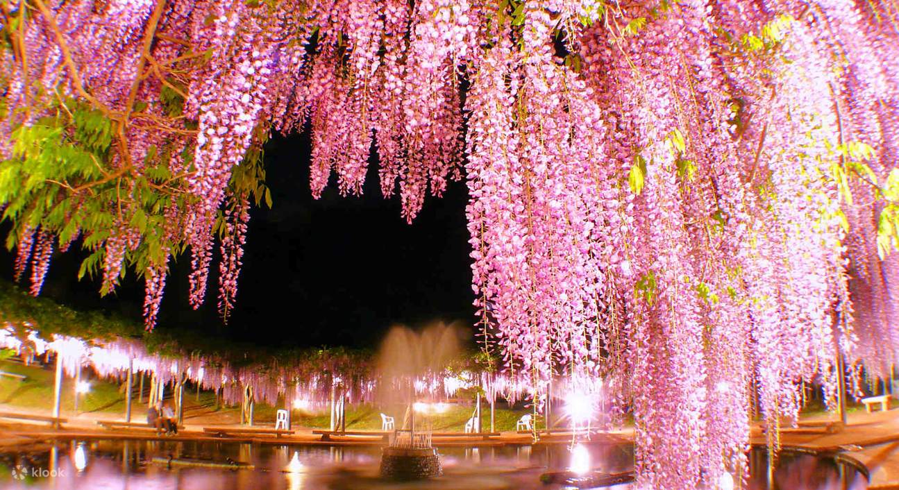 See the Ashikaga Flower Park illumination in Tochigi! - Klook