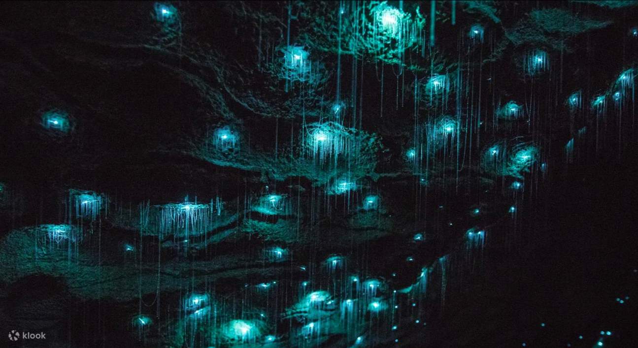 Hobbiton & Waitomo Day Tour from Auckland to Rotorua - Klook