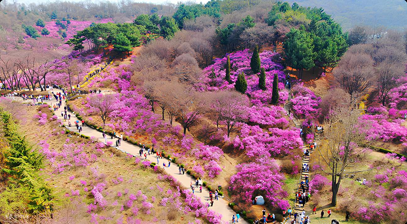 Spring Flower Tour: Cherry Blossoms & Azaleas in Bucheon From Seoul - Klook