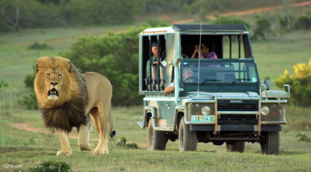 Visit Port Elizabeth: Schotia Private Game Reserve - Klook Philippines