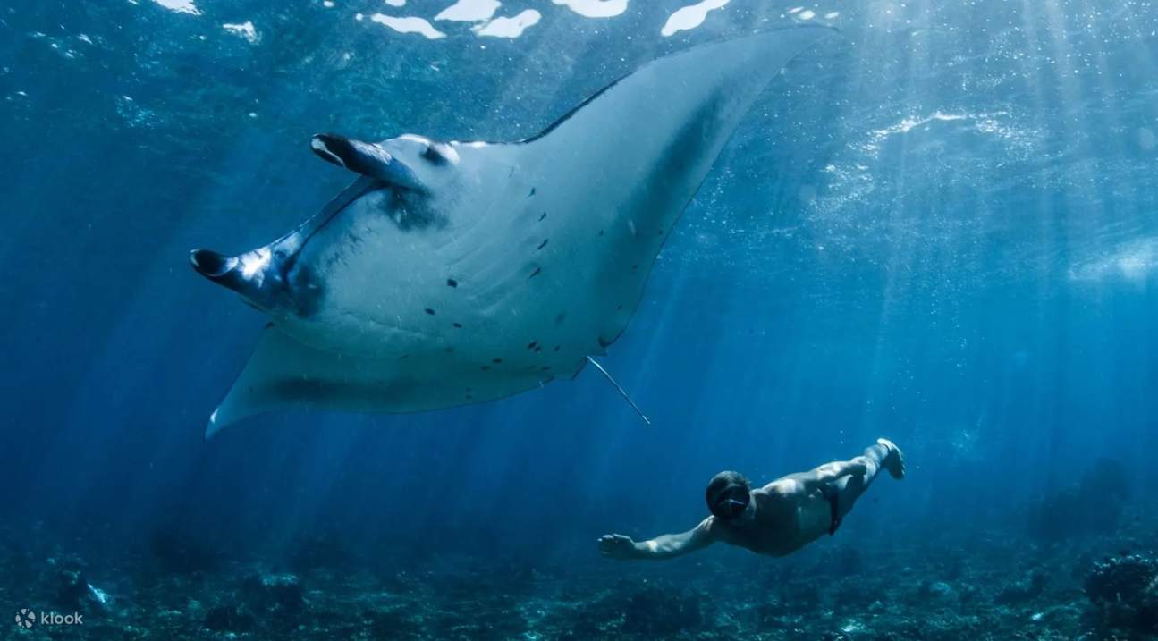 Red Whale Speedboat Full Day Tour from Labuan Bajo - Klook