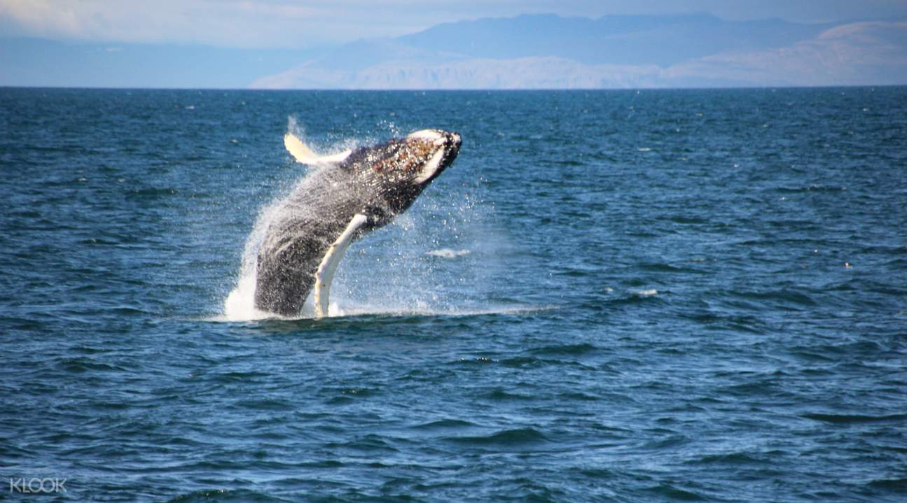 [SALE] Classic Whale Watching Tour from Reykjavik - Ticket KD