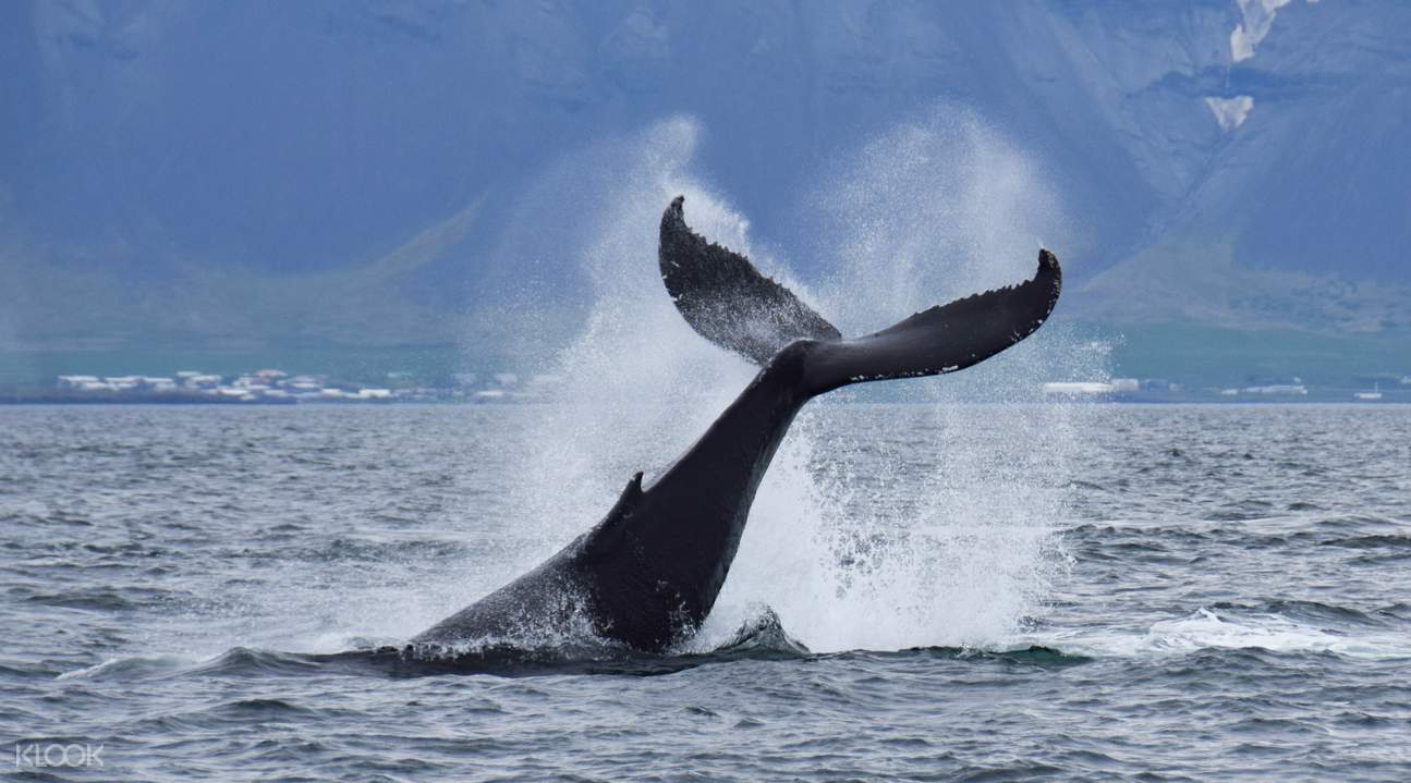 [SALE] Classic Whale Watching Tour from Reykjavik - Ticket KD