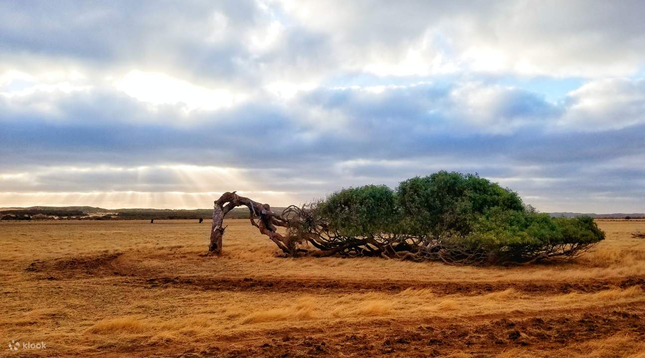 Perth 4D3N tour with Pink Lake and Rottnest Island (Chinese guide) - Klook