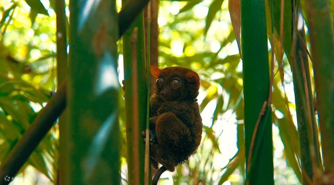 Bohol Countryside Tour - Klook