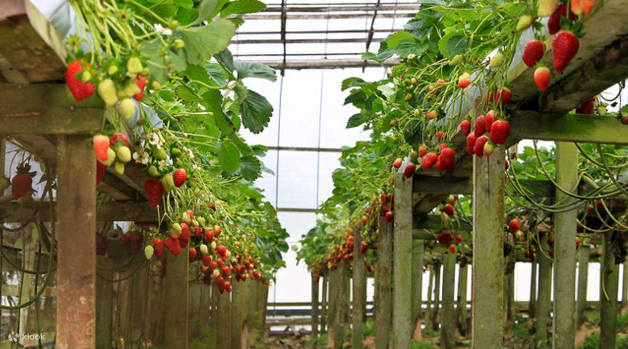 15 Best Cameron Highlands Foods - Updated 2023 | Trip101