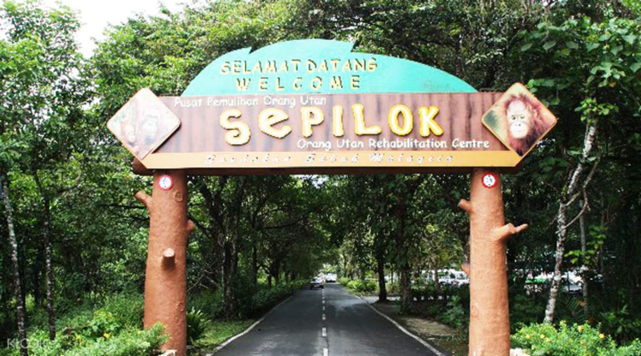 Sepilok Orangutan Centre Half Day Tour