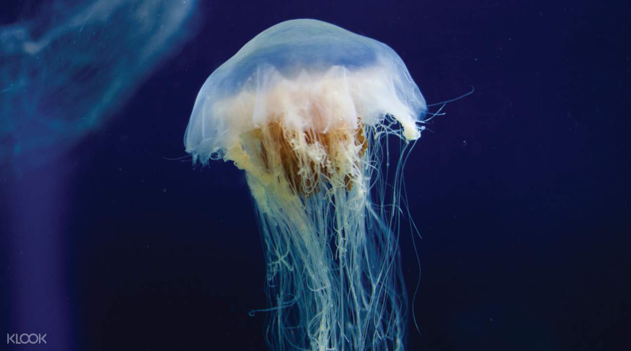 SEA LIFE Melbourne Aquarium Ticket - Klook Australia